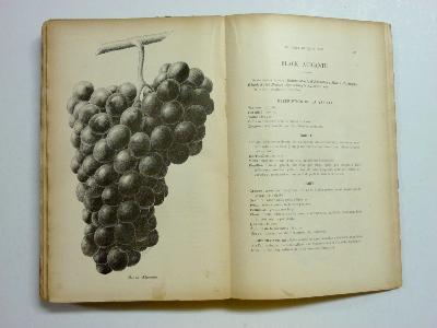 Arboriculture Les meilleurs fruits au début du 20ème siècle Société ...